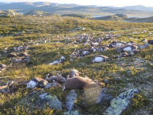Lightning Strike in Norway Kills More Than 300 Reindeer - Earth Networks