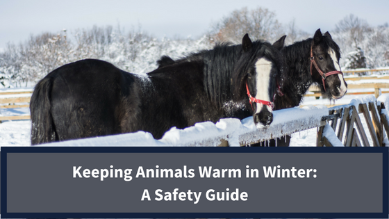 Keeping Animals Warm in Winter: A Safety Guide | Earth Networks